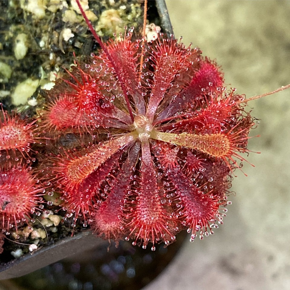 Drosera spatulata var. gympiensis, Carnivorous Plant Seeds, Rare ...