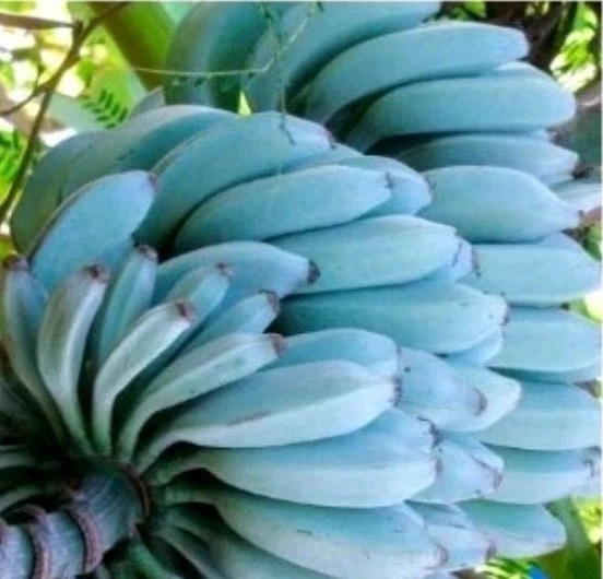 Banana Ice-Cream Blue Java Live Plant Musa Tree Starter Dwarf Hardy ...