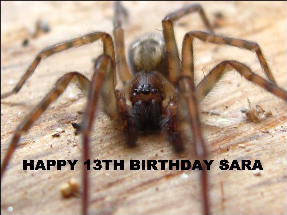 Spider Birthday Memes Funny Spiderman Birthday Memes | Viral Memes