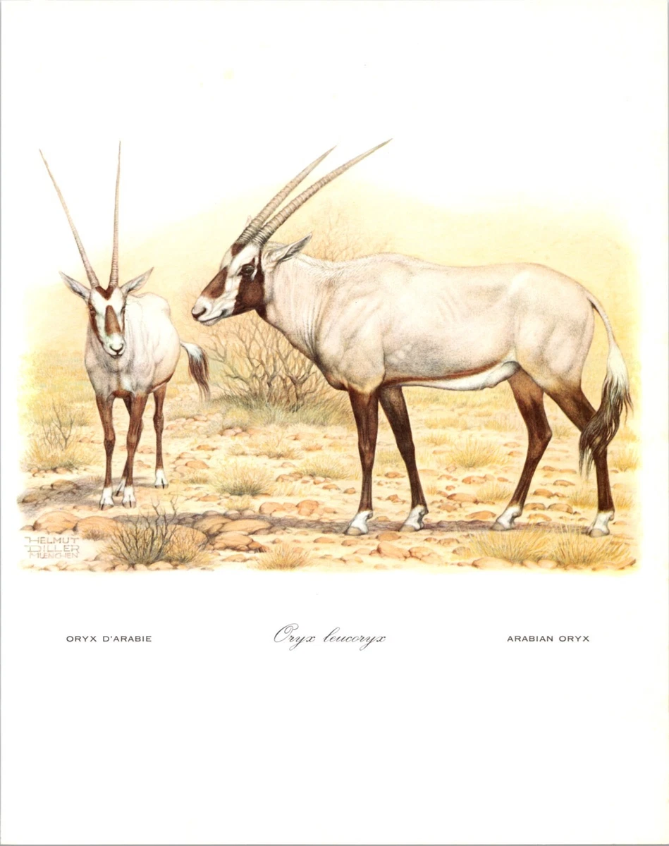 Arabian Oryx Drawing
