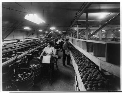 Photo:Interior of apple packing warehouse | eBay