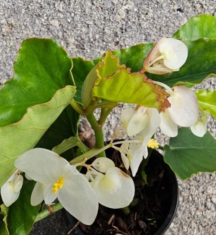White Begonia Bloom How To Plant And Grow Begonias