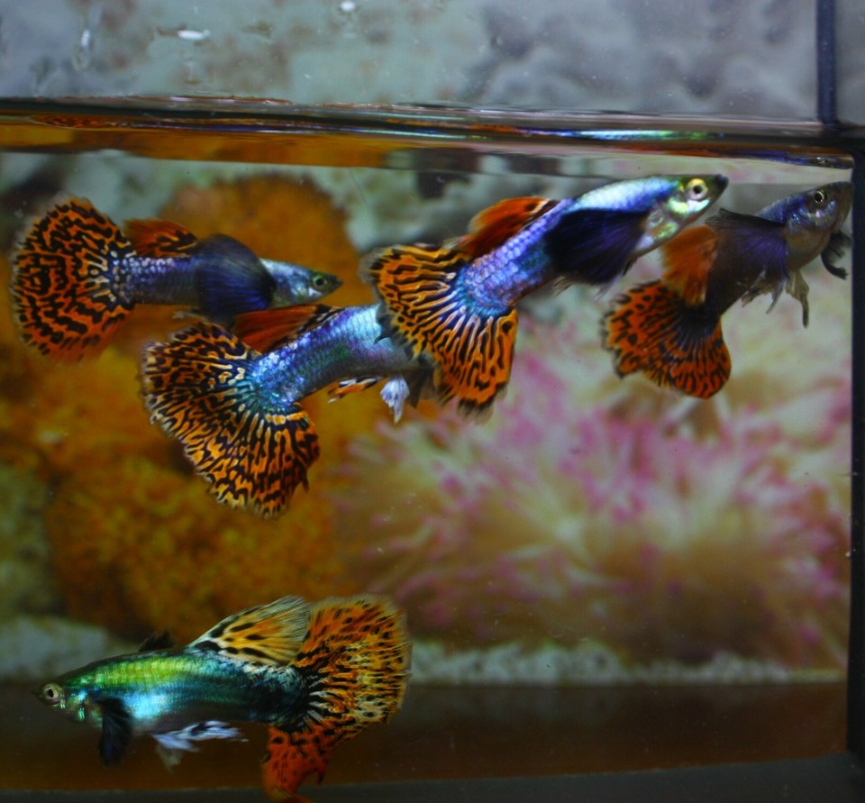 GUPPY FISH DUMBO RED MOSAIC 1 PAIR (MALE+FEMALE) | eBay