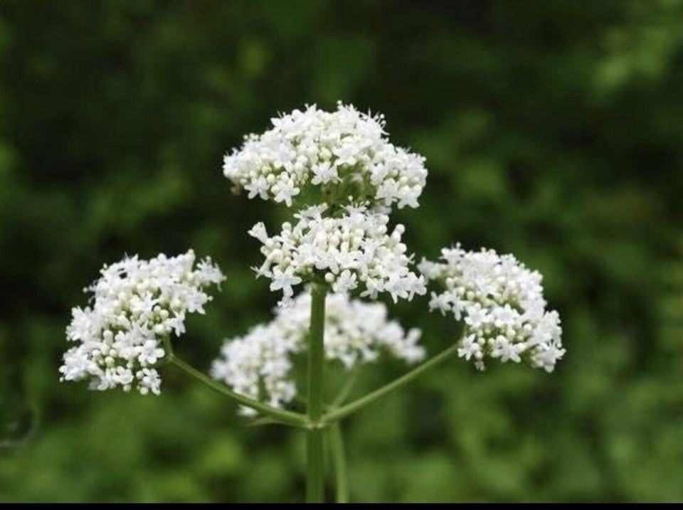 150 Valerian Seeds-Medicinal Plant-NON GMO-Valeriana officinalis | eBay