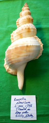 Ranella olearium #K1374 Italy approx.180mm | eBay