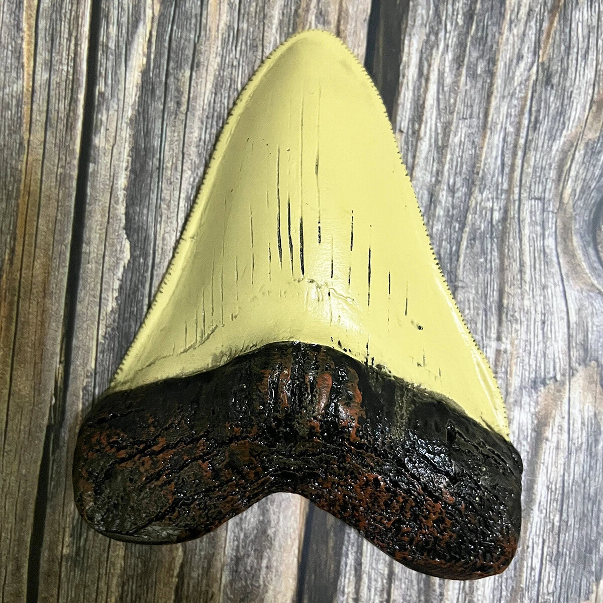 Giant Megalodon Tooth