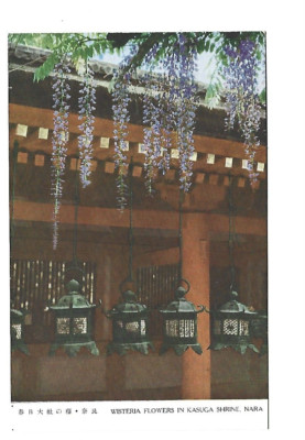 JAPON WISTERIA FLOWERS IN KAGUSA SHRINE NARA | eBay
