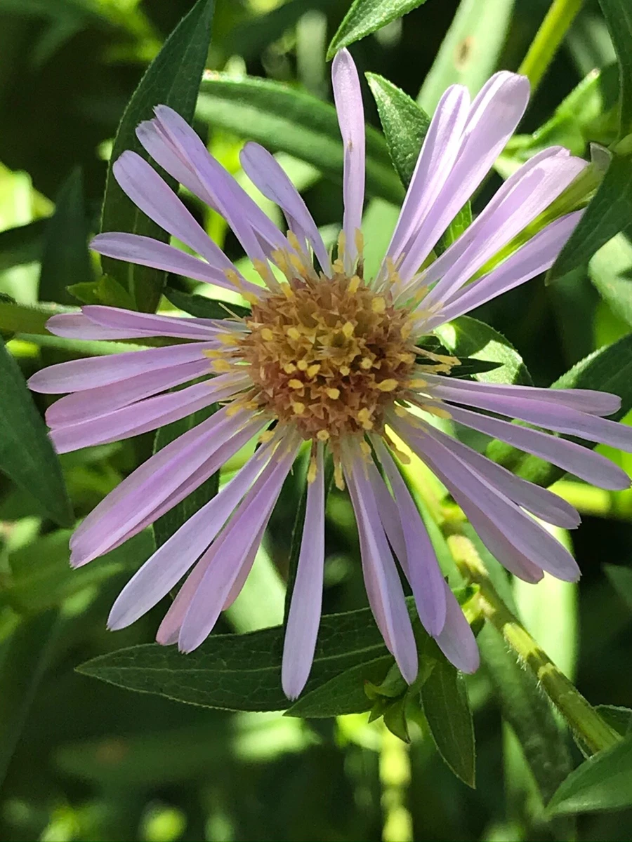 Aster Laevis Leaves