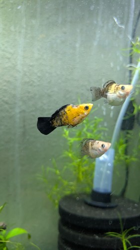 Assorted Balloon Molly Fish 🧡(Poecilia sphenops)💜-USA- Fancy LiveBearer ...
