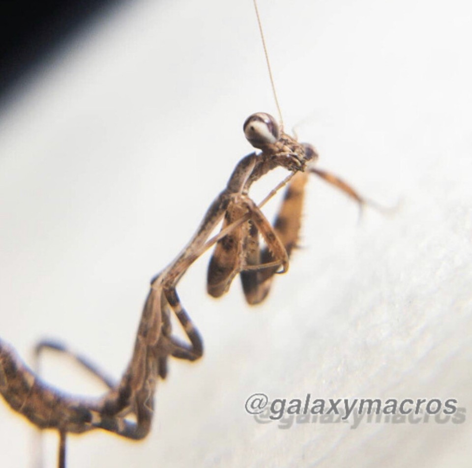 Live Budwing Praying Mantis L2/L3 Nymph Parasphendale agrionina Pet | eBay