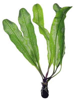 Aponogeton henkelianus demarre avec feuilles aquarium | eBay