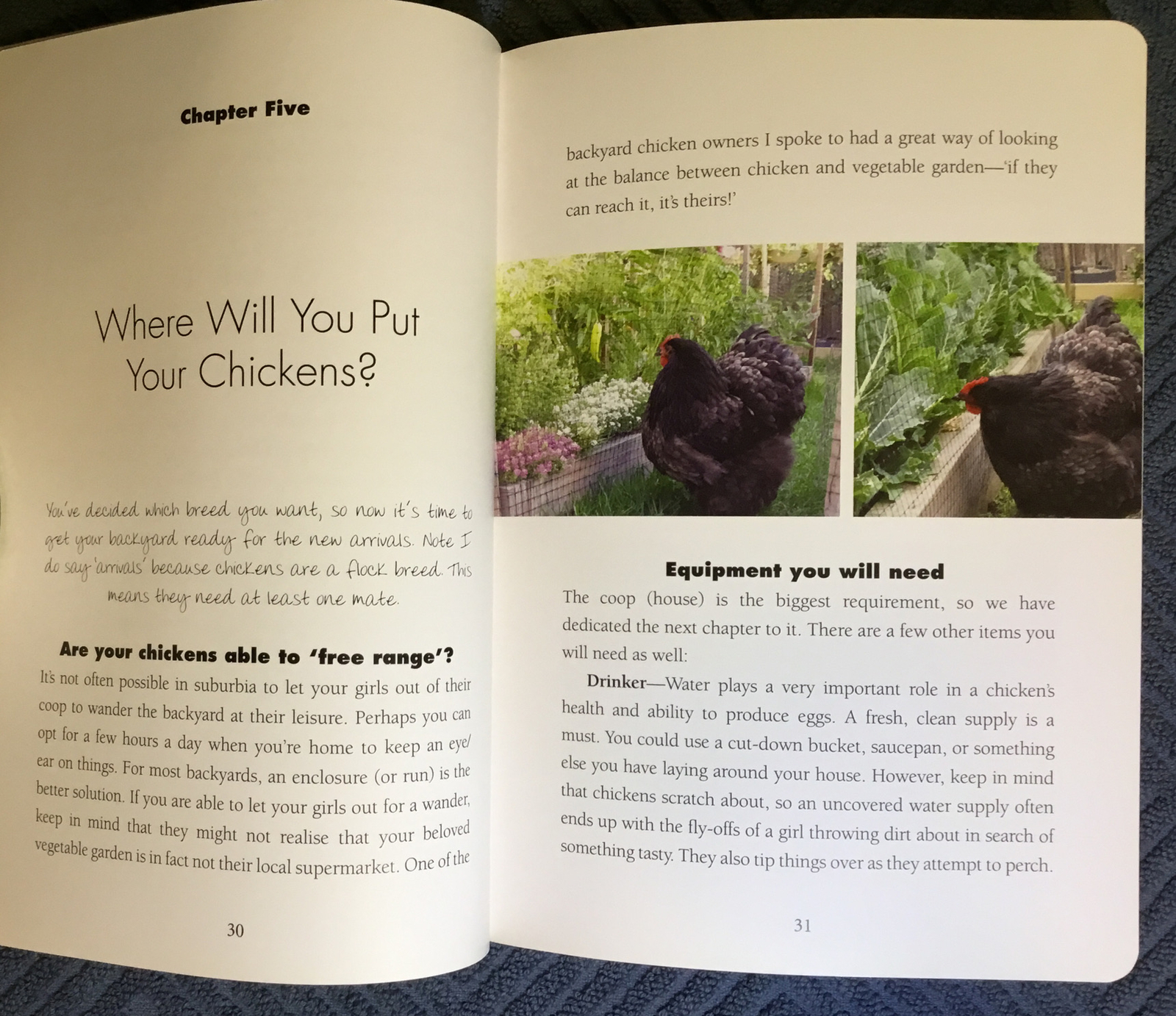 Backyard Chickens Chooks Chookhouse A Guide For Beginners Michelle ...