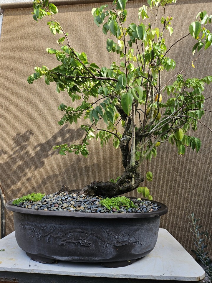 Old Star Fruit ( Carambola - Averrhoa carambola ) Bonsai Tree,,, SALE ...