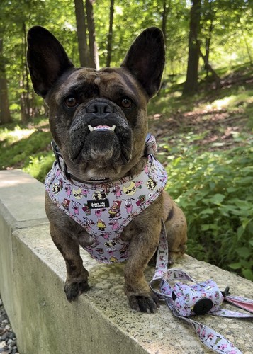 Courage The Cowardly Dog Harness Collar Leash LARGE French Bulldog Pets ...