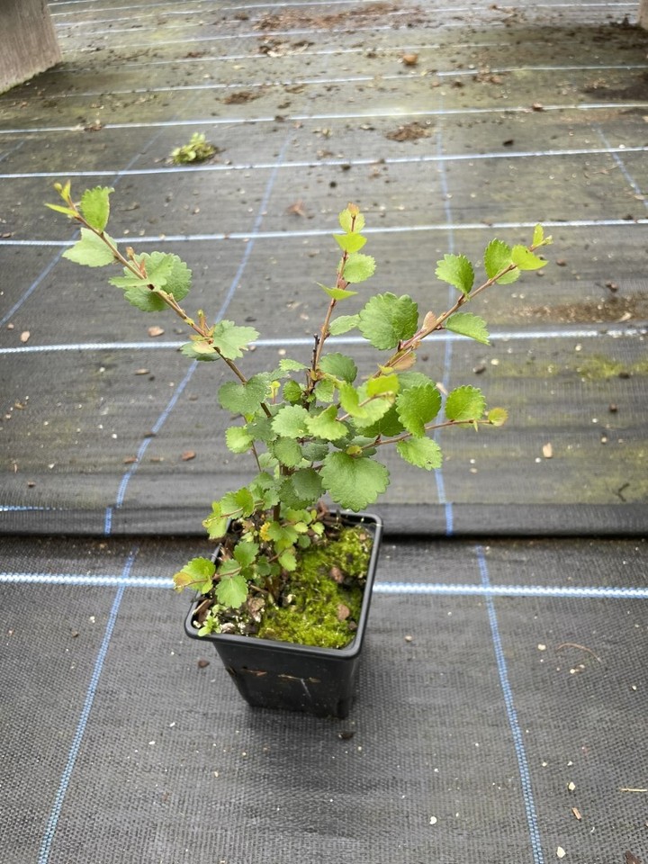 Dwarf Birch Tree - Betula nana 🇬🇧 UK Grown 20-40cm 9cm Pot | eBay UK