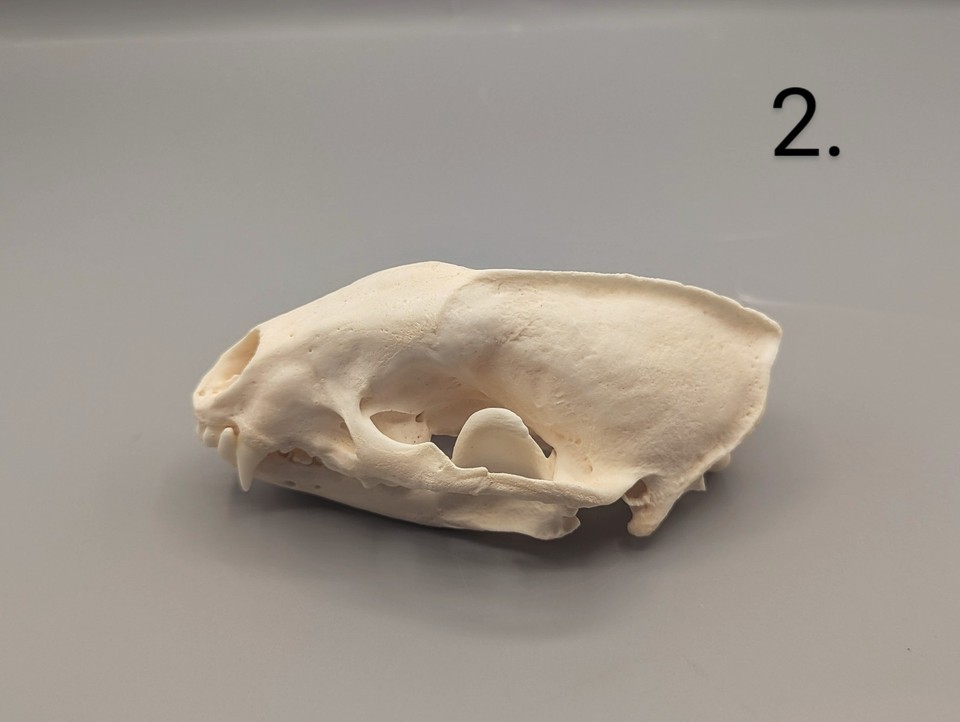 Asian Badger Skull, Animal Skulls, Taxidermy, Gothic, Gift, Home Decor ...