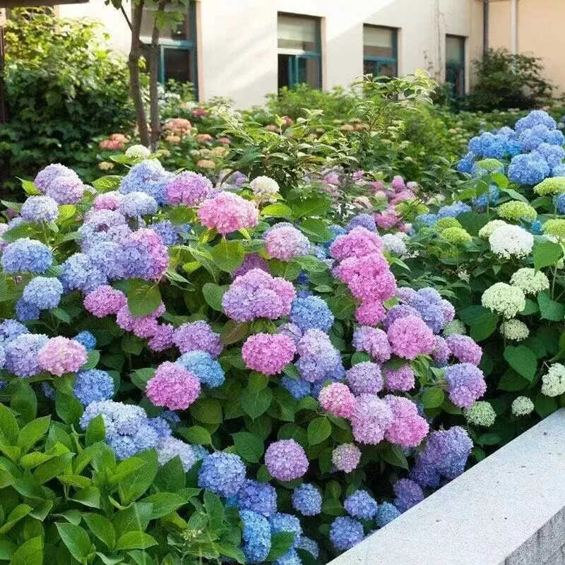 20 HYDRANGEA FLOWER SEEDS rare exotic ball bloom plant garden bush b ...