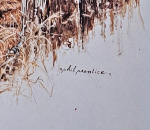 Cougar and cub print by American Artist, Phil Prentice, unframed | eBay UK