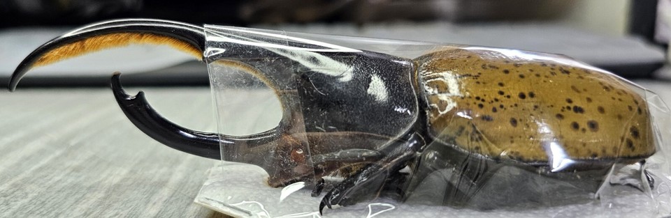 Dynastidae : Dynastes hercules paschoali 128mm A1 or A- Wild | eBay