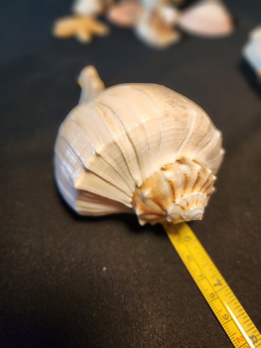 Large Whelk Conch 11" + Set Of Seashells Rare Big Ocean Sea Shell ...