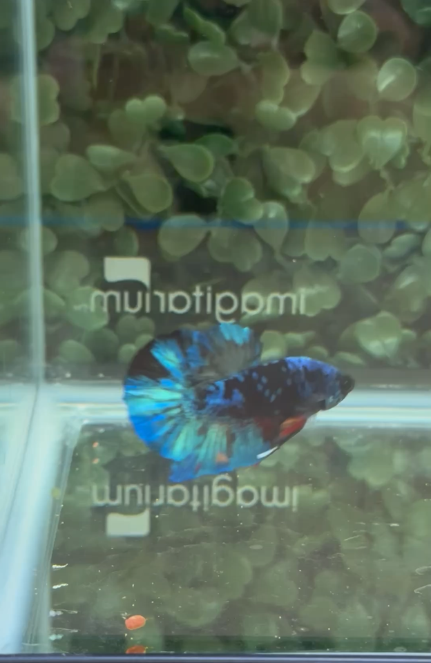 Live betta fish HMPK A++ 🚨🚨avatar🚨🚨grade premium | eBay