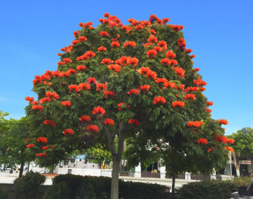 African Tulip Tree 30 Seeds -Spathodea campanulata | eBay