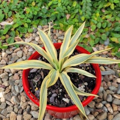 Rare Yucca 'Citrus Twist' - Striking Spiral Foliage, Hardy & Drought ...