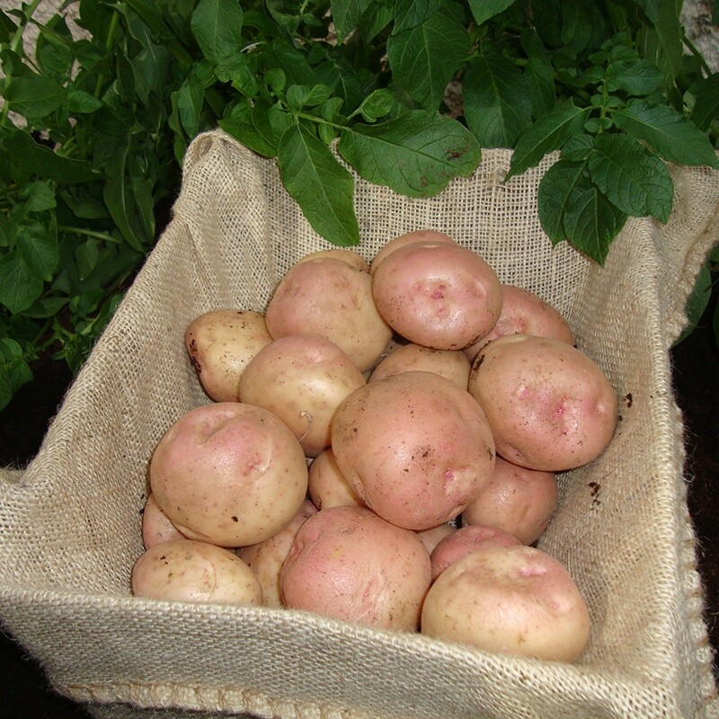 Certified Seed Potatoes -Scottish Basic Seed Potatoes X12 Tubers for ...