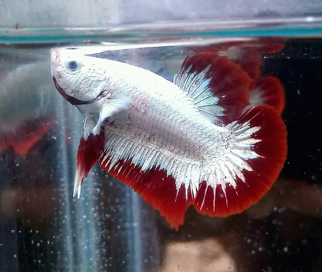 Betta White Dragon
