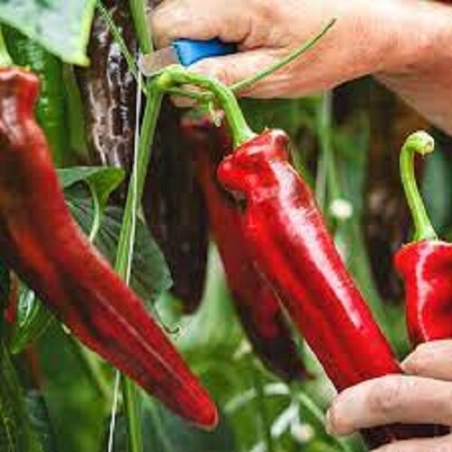 CHILLI GIANT RED SEEDS Vegetable Seeds Giant ChilliSeeds | eBay