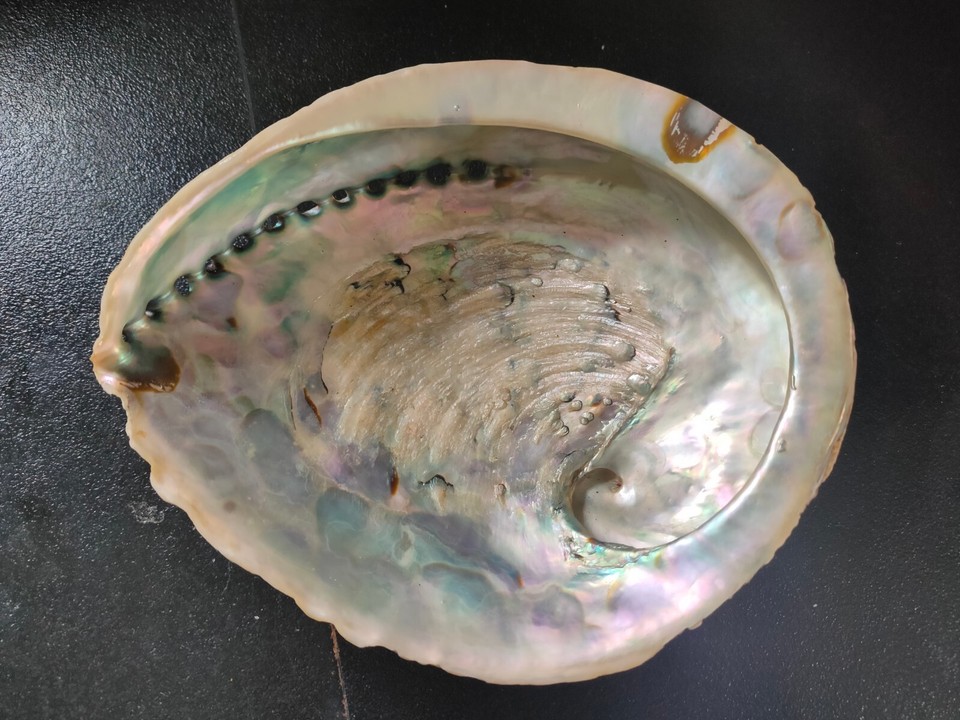 Conchiglia Shell HALIOTIS MIDAE mm 180 x 155 Sud Africa | eBay