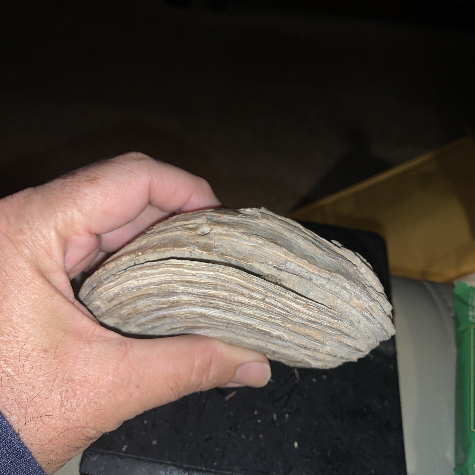 Fossilized Old Fossil Oyster Sea Shell Shows Fantastic Detail Whole New ...