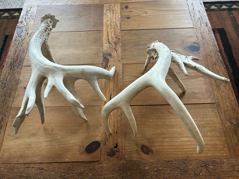 190" Giant Whitetail Deer Shed Antlers Sheds Horns Rustic Decor ...