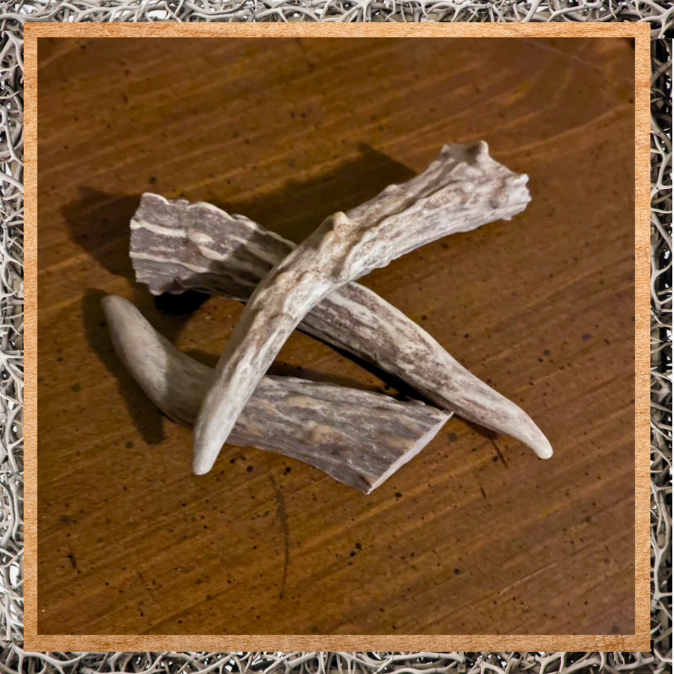 24 - Medium Deer Antler Gnarly Brow Tine Tips, Points, Pendants (Grade ...