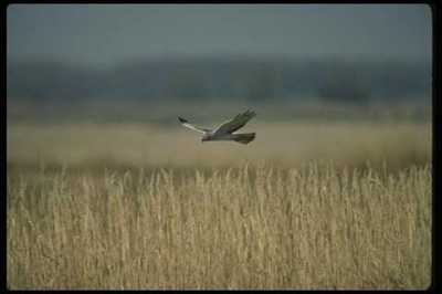 070087 Marsh Hawk In Flight A4 Photo Print | eBay