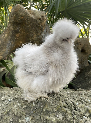 (6) RARE Self Blue/Lavender Silkie Hatching Eggs - Poss Showgirl ...