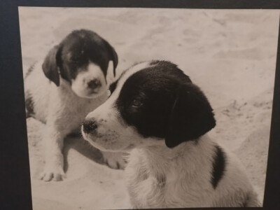 JOSEPH GEORGE LOESCH, PH. D. PHOTOGRAPH A DAY AT THE BEACH PUPPIES IN ...