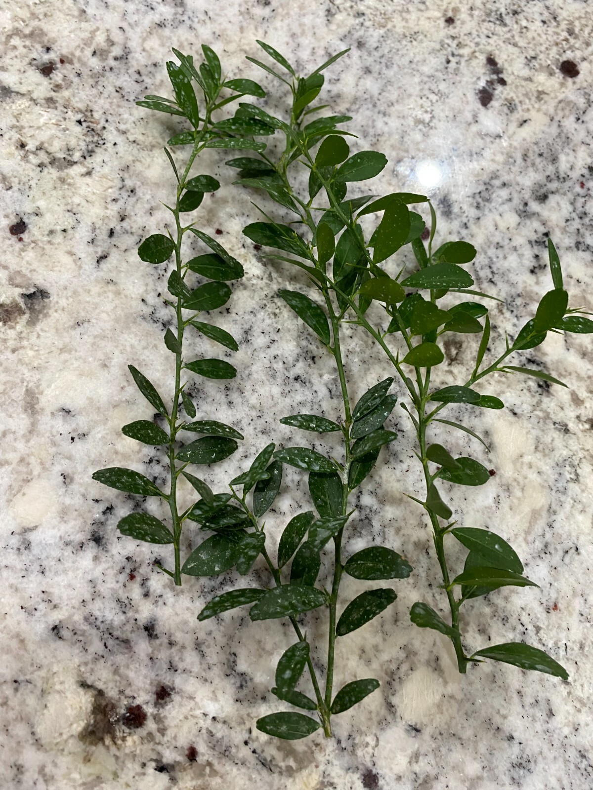 Australian Red Finger Lime citrus - 3 fresh cuttings ,no roots- rare ...
