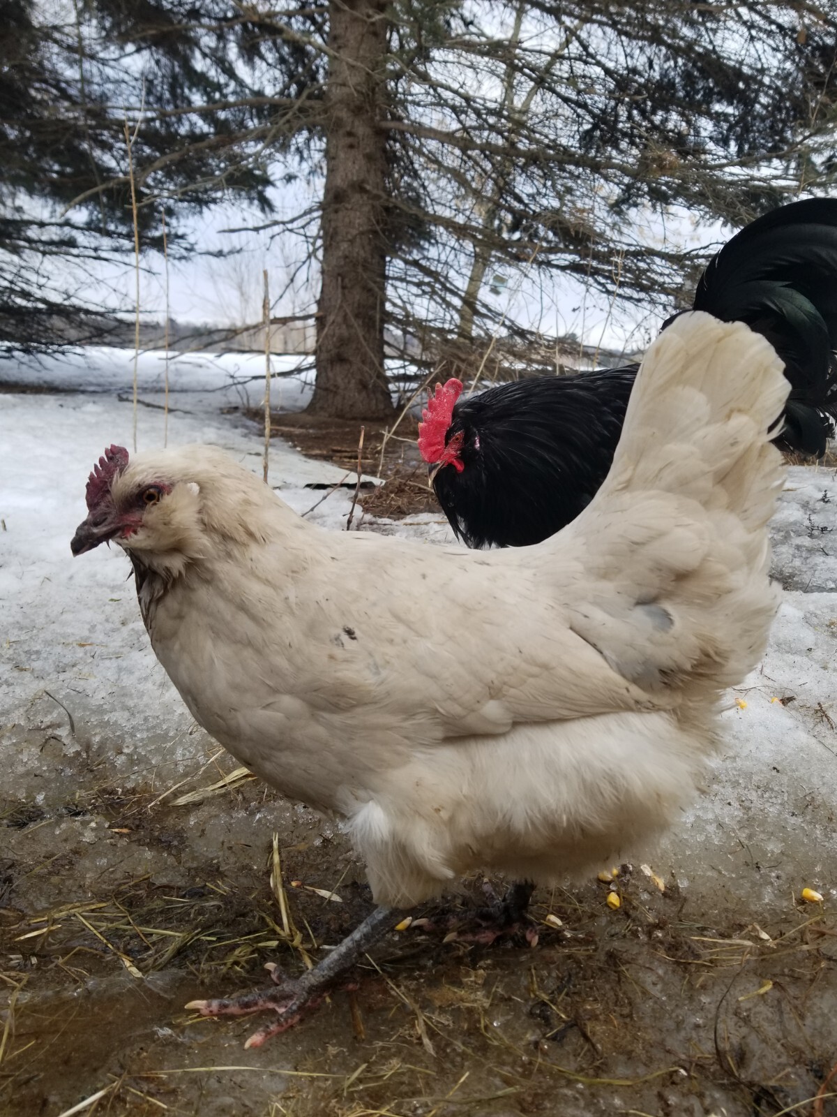 12+ black skinned chicken FIBRO - AYAM CEMANI mixed - Hatching Eggs | eBay