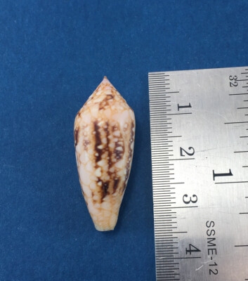 #5 Conus Legatus 31.48mm Solomon Islands Ambassador Cone Shell | eBay