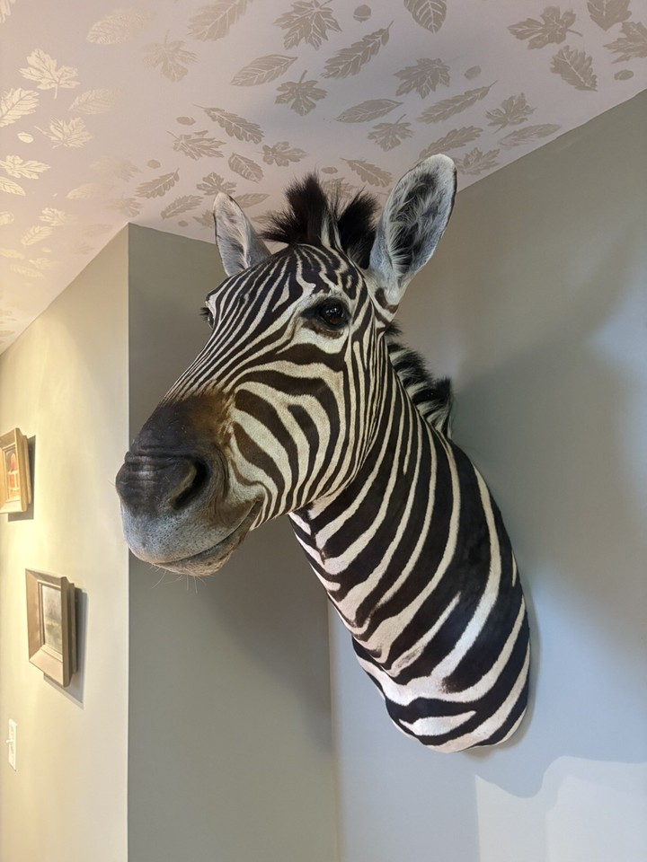 taxidermy mounts for sale African Zebra Shoulder Mount | eBay