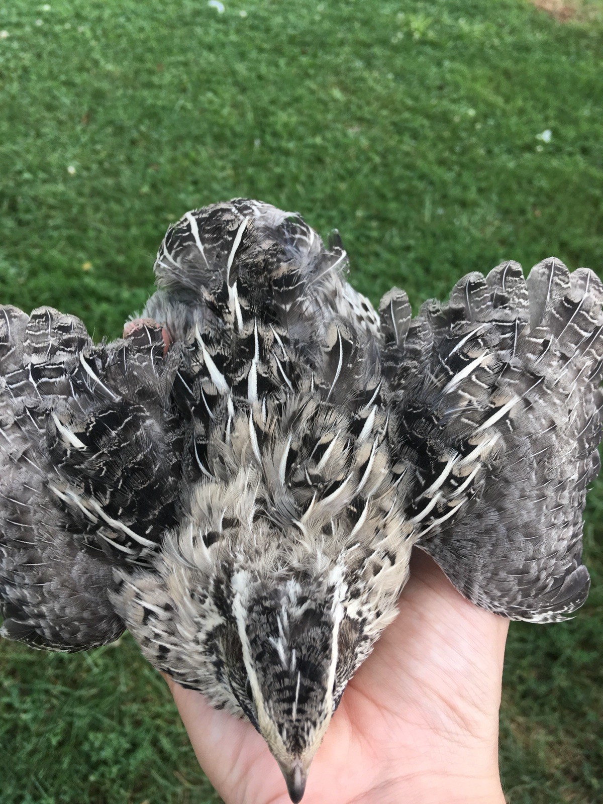 110+RARE Falb Fee Coturnix Quail Hatching Eggs By Myshire! Are Feather ...