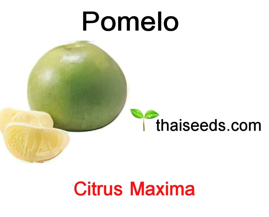 Thai vegetable,herb, SEEDS-aubergine, chilli, basil, rice, culantro ...