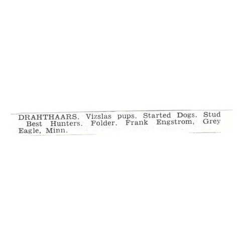 Frank Engstrom Drahthaars Vizslas Pups Grey Eagle MN 1965 Magazine Ad ...