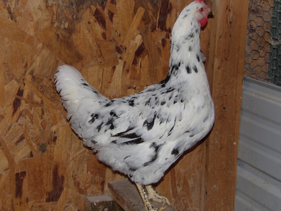10+ Pita Pinta chicken hatching eggs | eBay