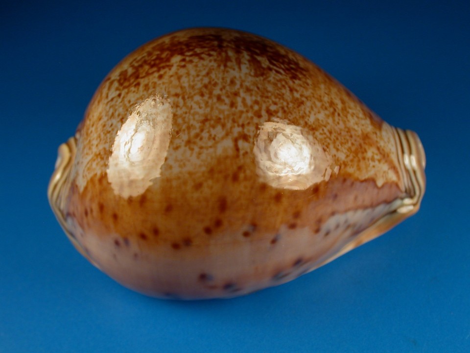 Cypraea valentia, Beautiful Pattern, Deep Water, 85.4mm, Philippines ...