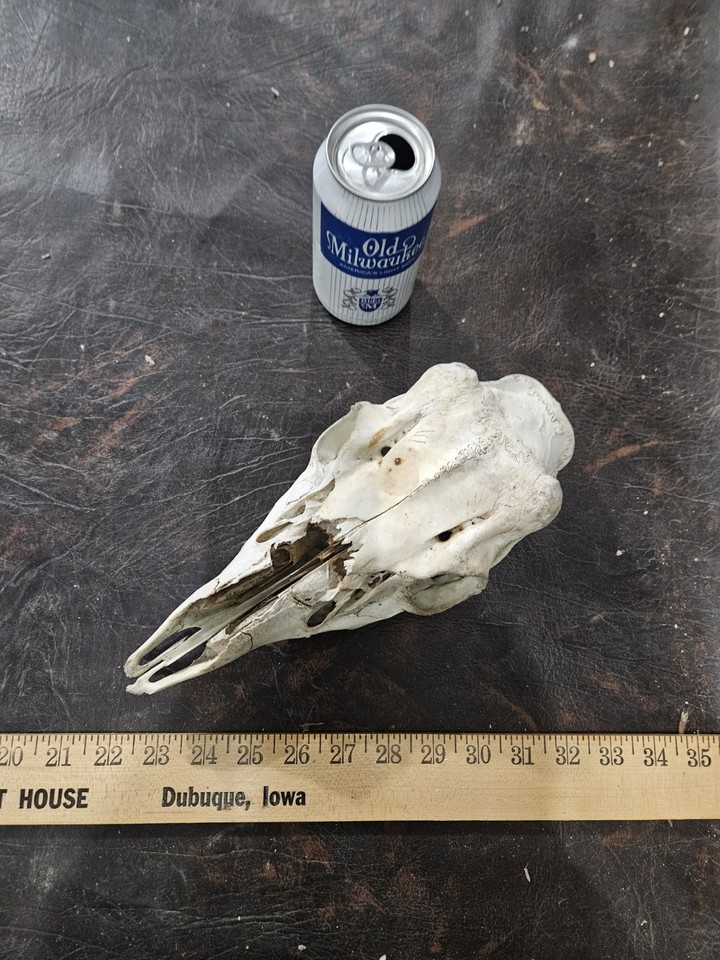 Real Whitetail Shed Buck Deer Skull Taxidermy Decor Rustic | eBay