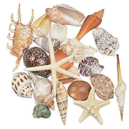 Ocean Sea Shells
