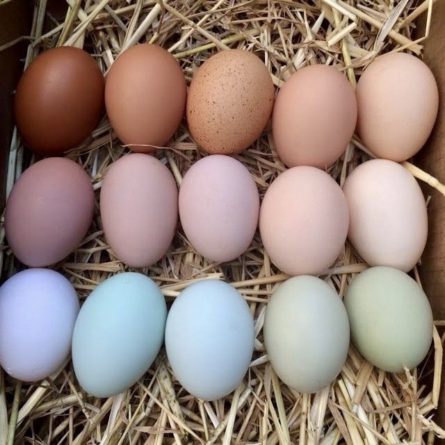 18+Colorful Hatching Eggs Ameraucana, Easter and Olive Egger, Faverolles, Marans | eBay