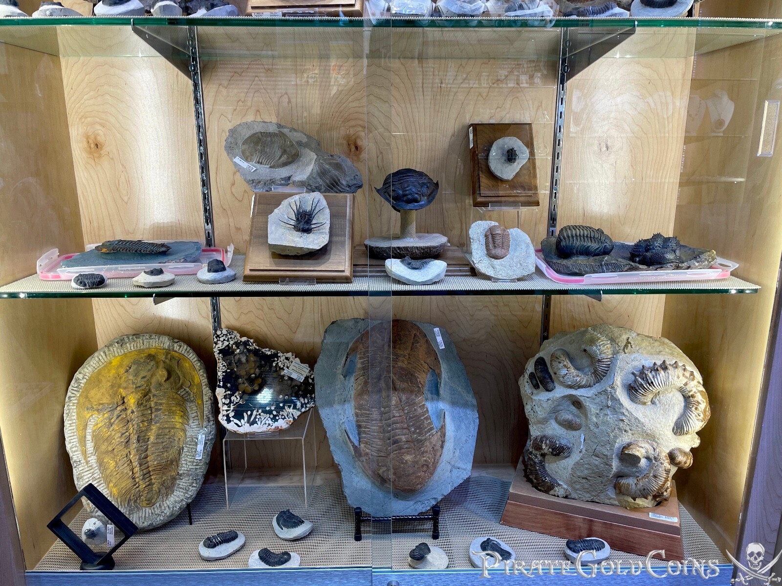 TRILOBITE DINOSAUR FOSSIL HOME DECOR WALL DISPLAY JURASSIC | eBay